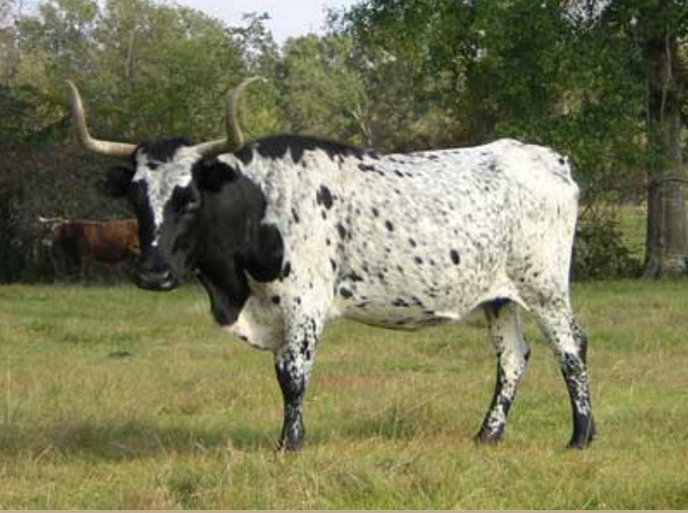 pineywoods cattle